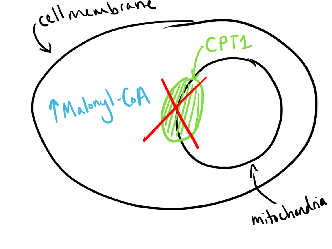 Lipid and Carbohydrate Metabolism: The Management of Chronic Disease: A ...