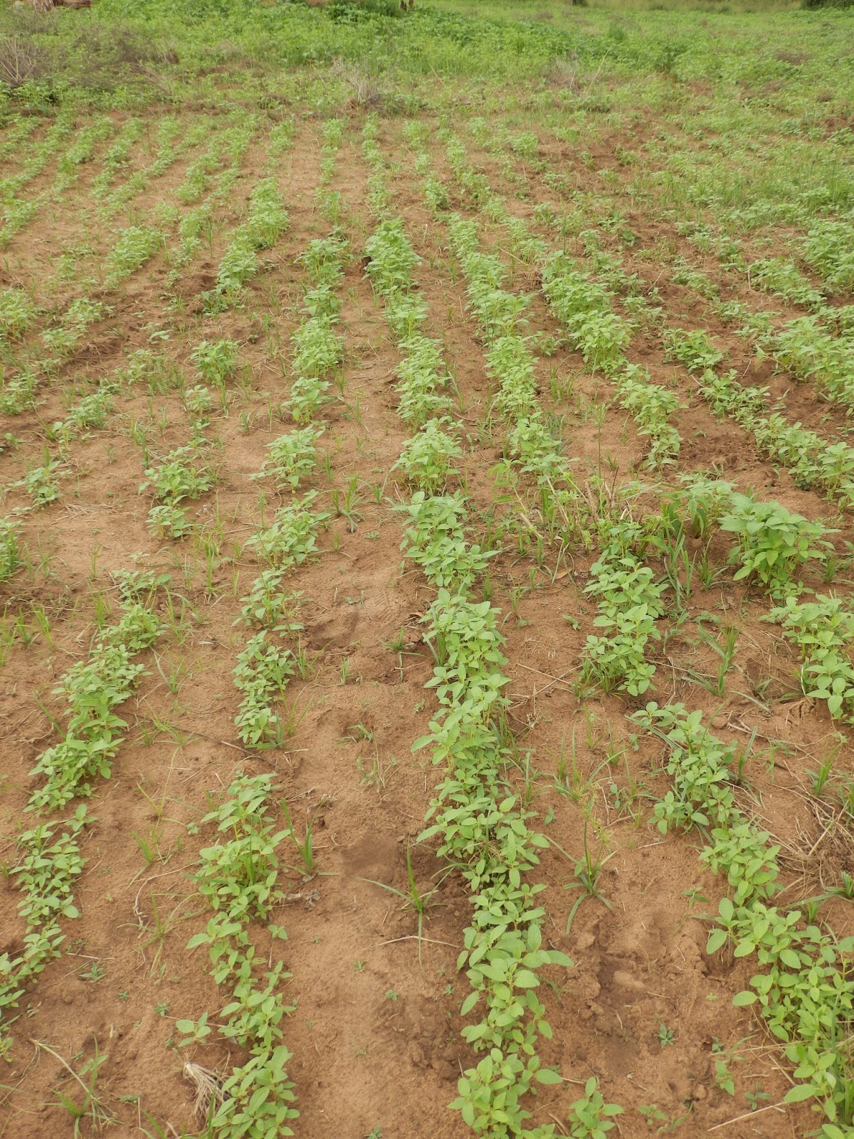 Sarnian in Nebbi: Simsim cultivation