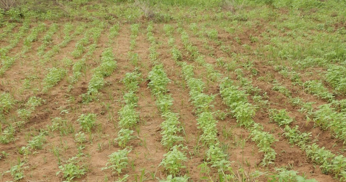 Sarnian in Nebbi: Simsim cultivation