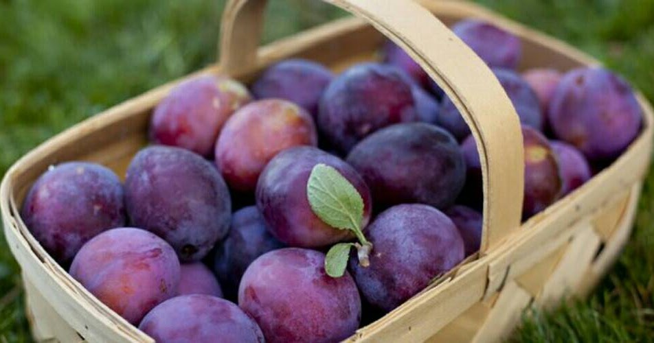 √ Kata Dokter: 3 Manfaat Buah Plum Untuk Diet