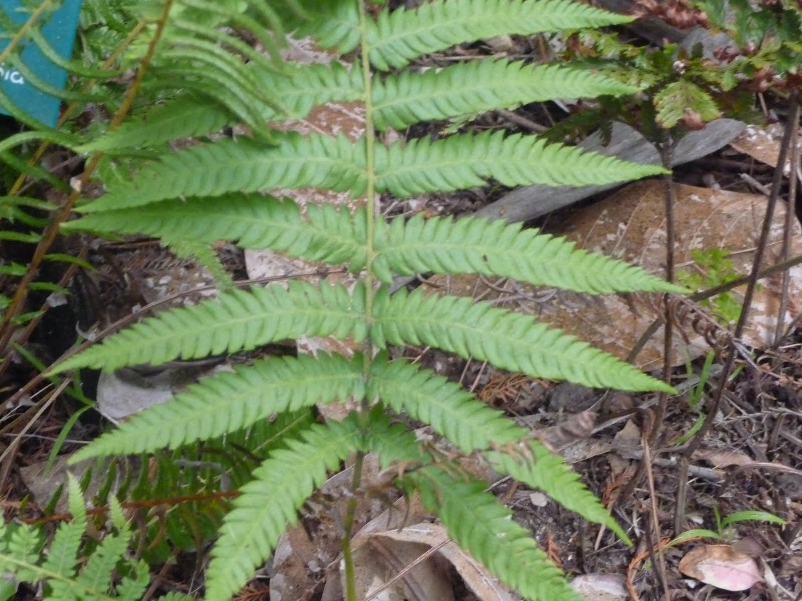 Virtual Plant Collection: Ostrich Fern
