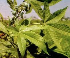 Manfaat Daun Jarak , Biji, Dan Getah | KESEHATAN