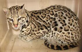 Can You Keep An Ocelot As A Pet