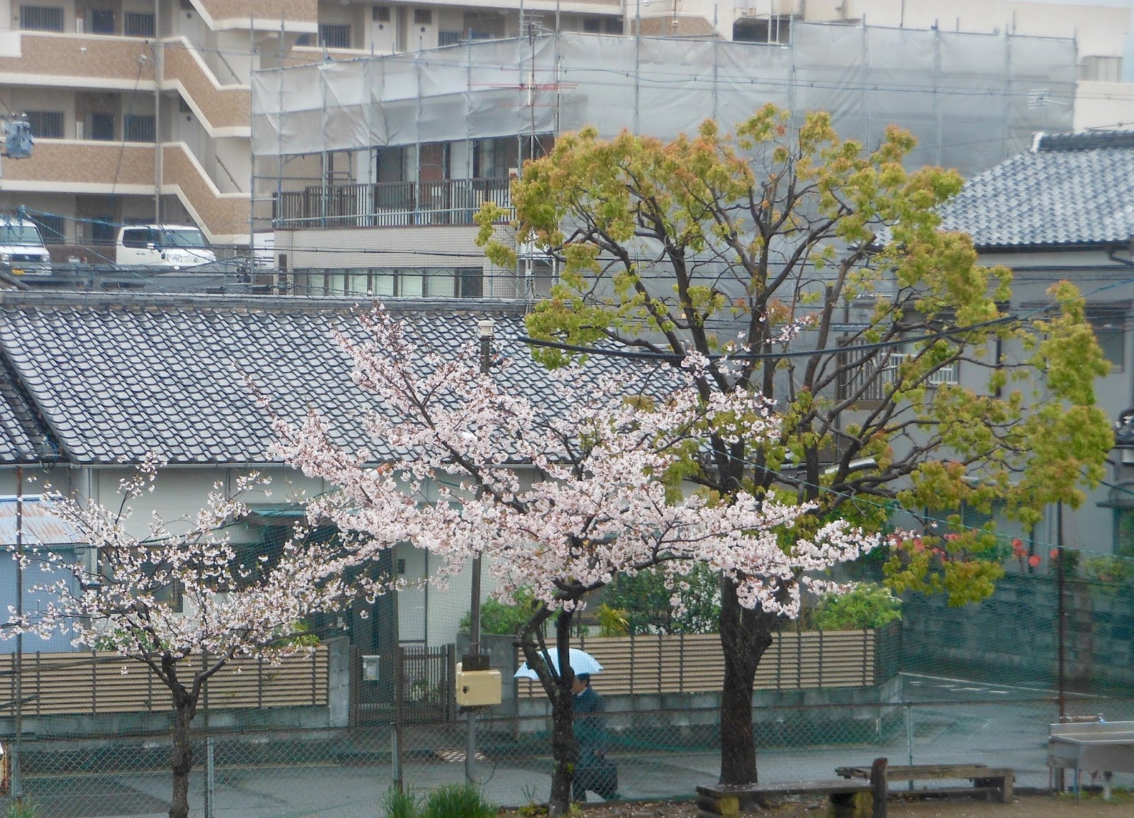 Hokkaido Kudasai: Rainy Spring Morning