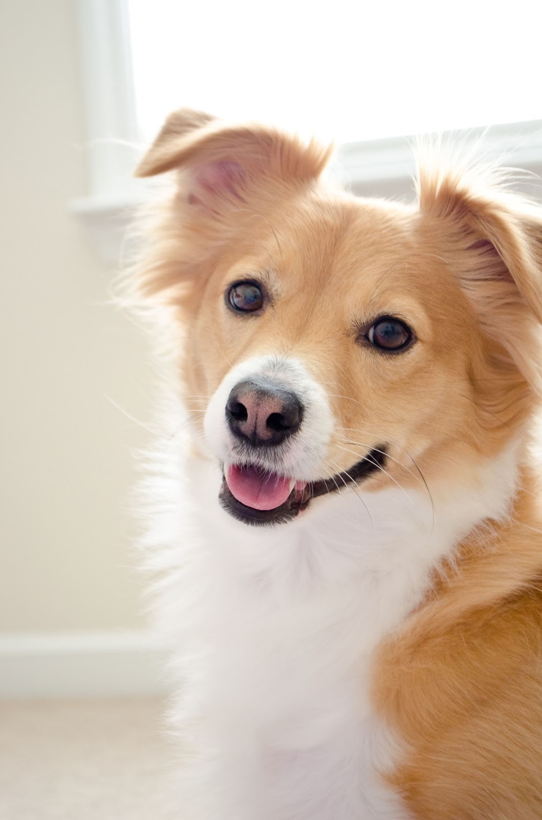 How Often Should You Walk Your Kokoni Puppy