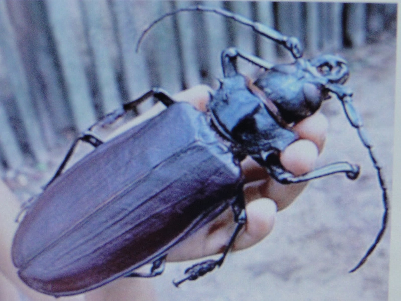 ÁGUA BRANCA ONLINE: A importância dos besouros da Amazônia