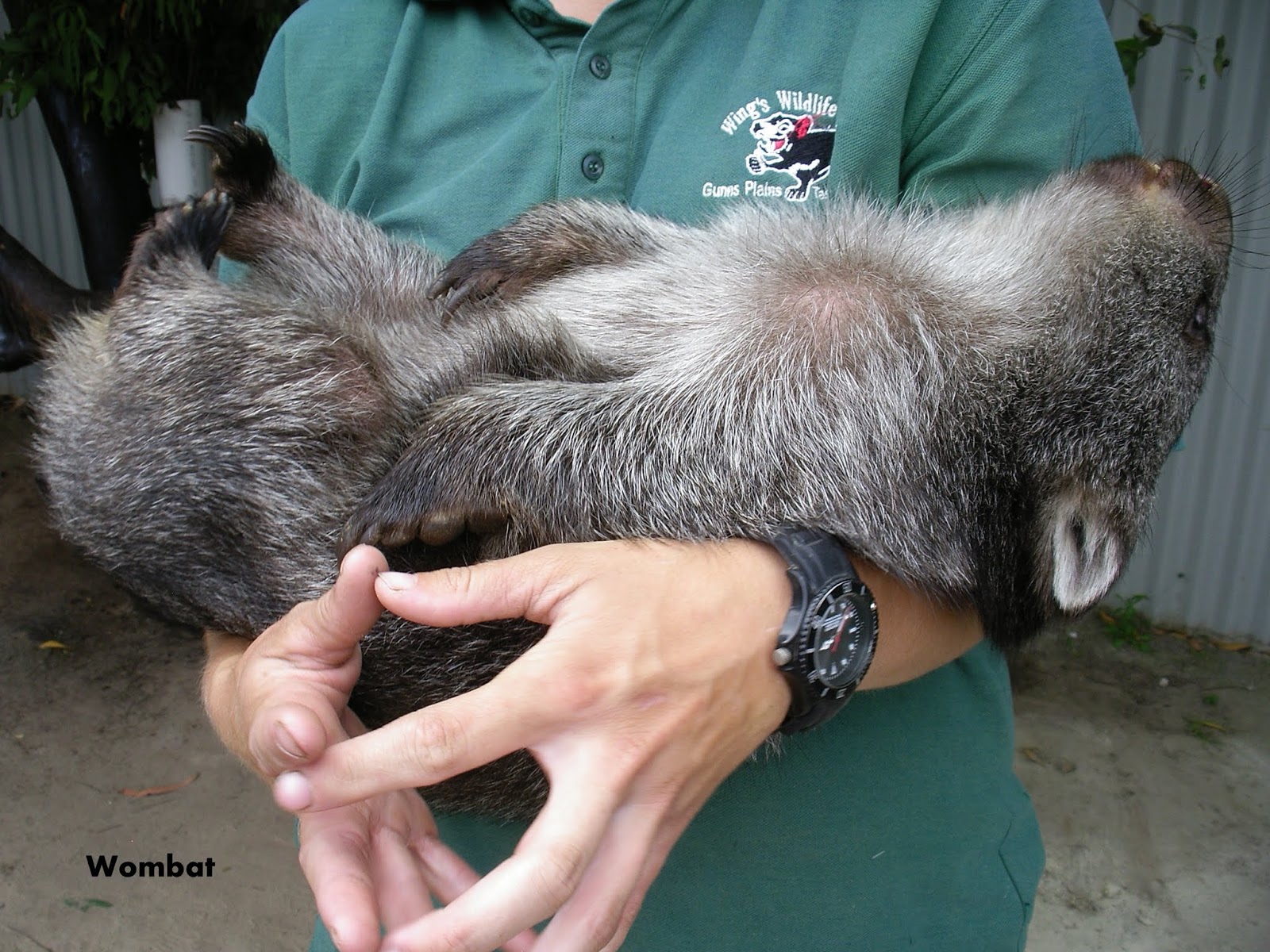 Blogger Wil: ABC Wednesday, W is for Wombat