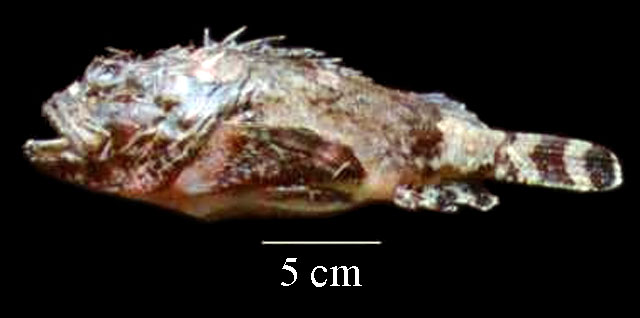 Artes de Pesca: VAMOS A PESCAR RASCACIO