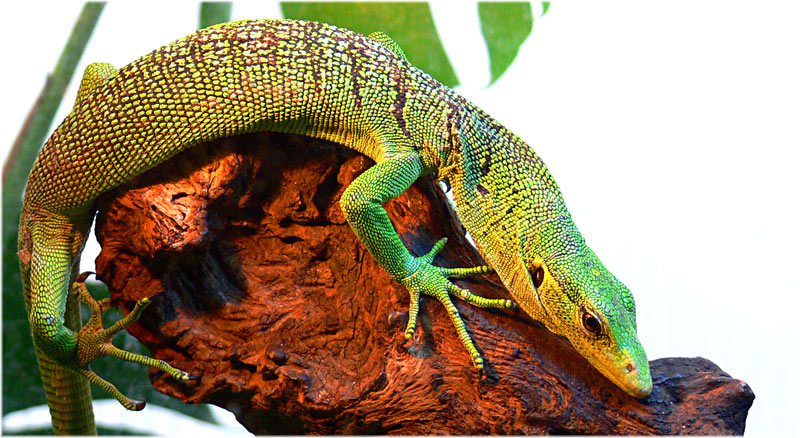 FOTO NATURA HUESCA 2: LACERTÍLIO lacertilia Albrecht Carl Ludwig ...