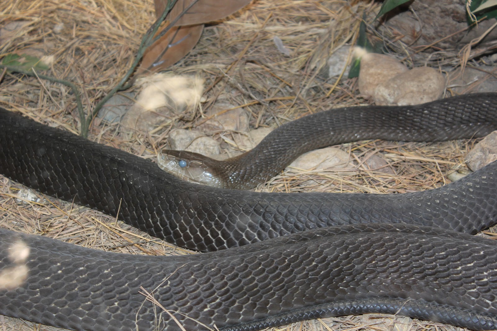 African Adventures: Meserani Snake Park