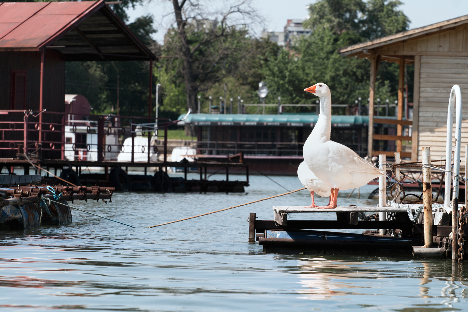 River Sava - from Ada Medjica to Ada Bridge ~ Kayaking Serbia ...