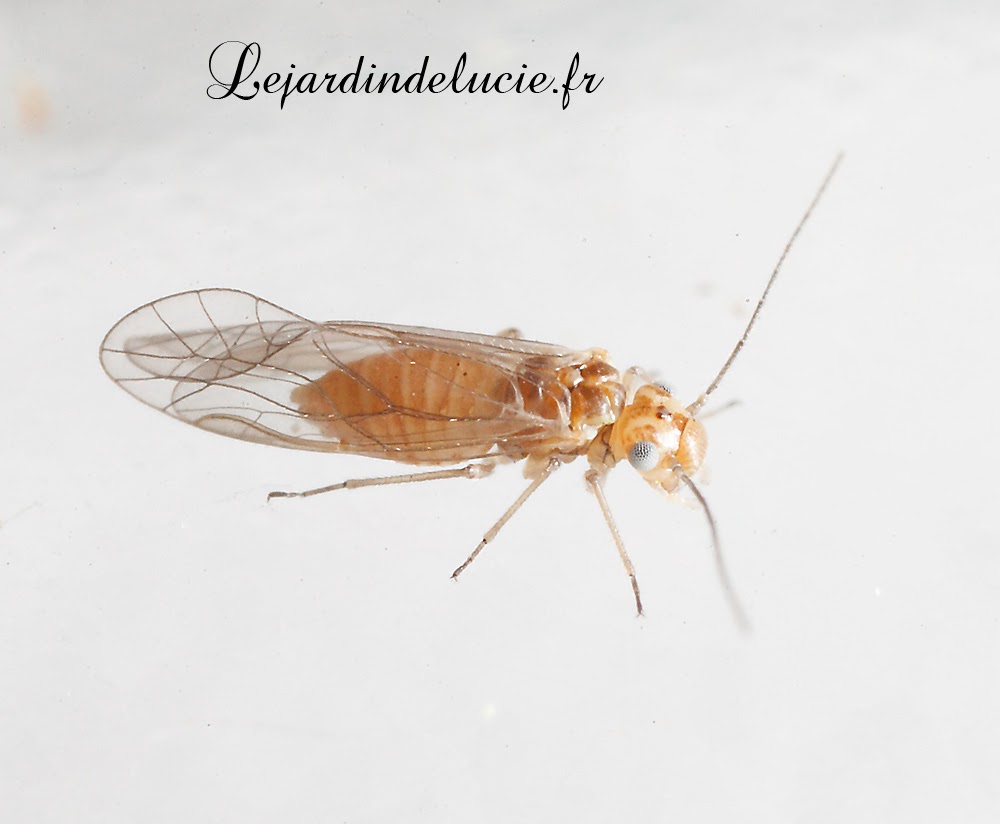 Cuneopalpus cyanops , un Psoque.