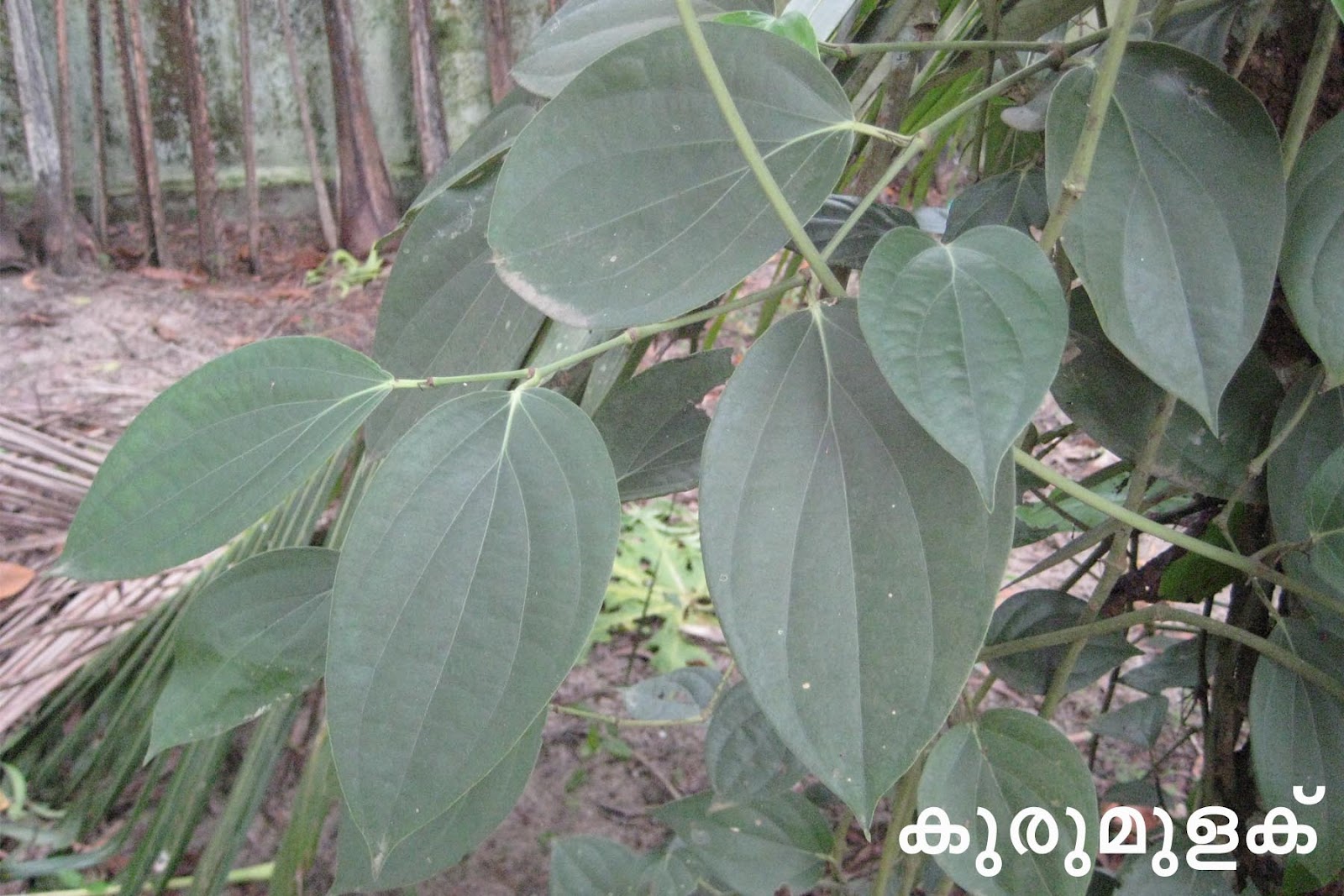 Ayurvedic Medicinal Plants in Kerala