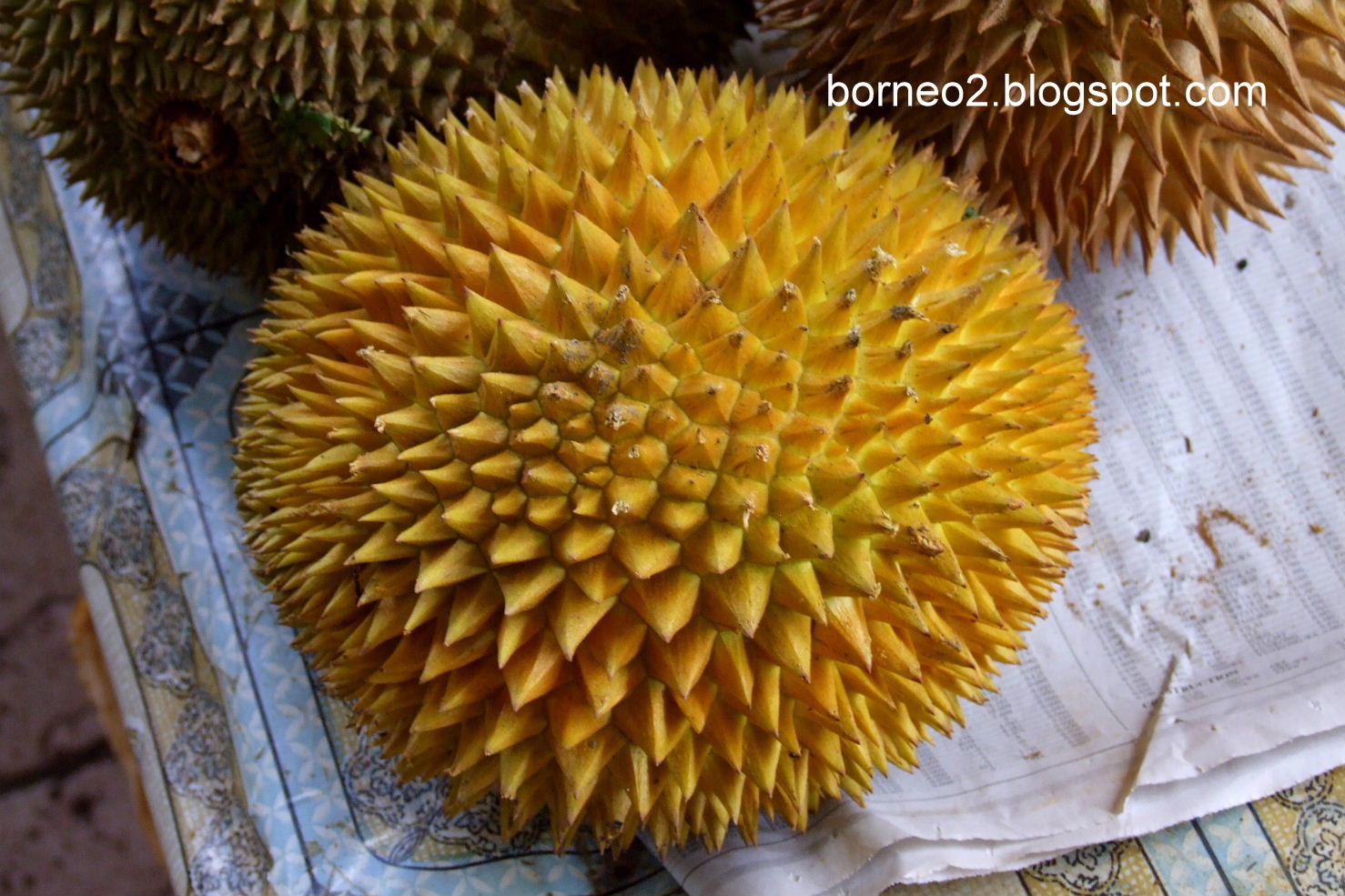 Borneo Island, Awaken To A Different World: Durian (Durio Zibethinus)
