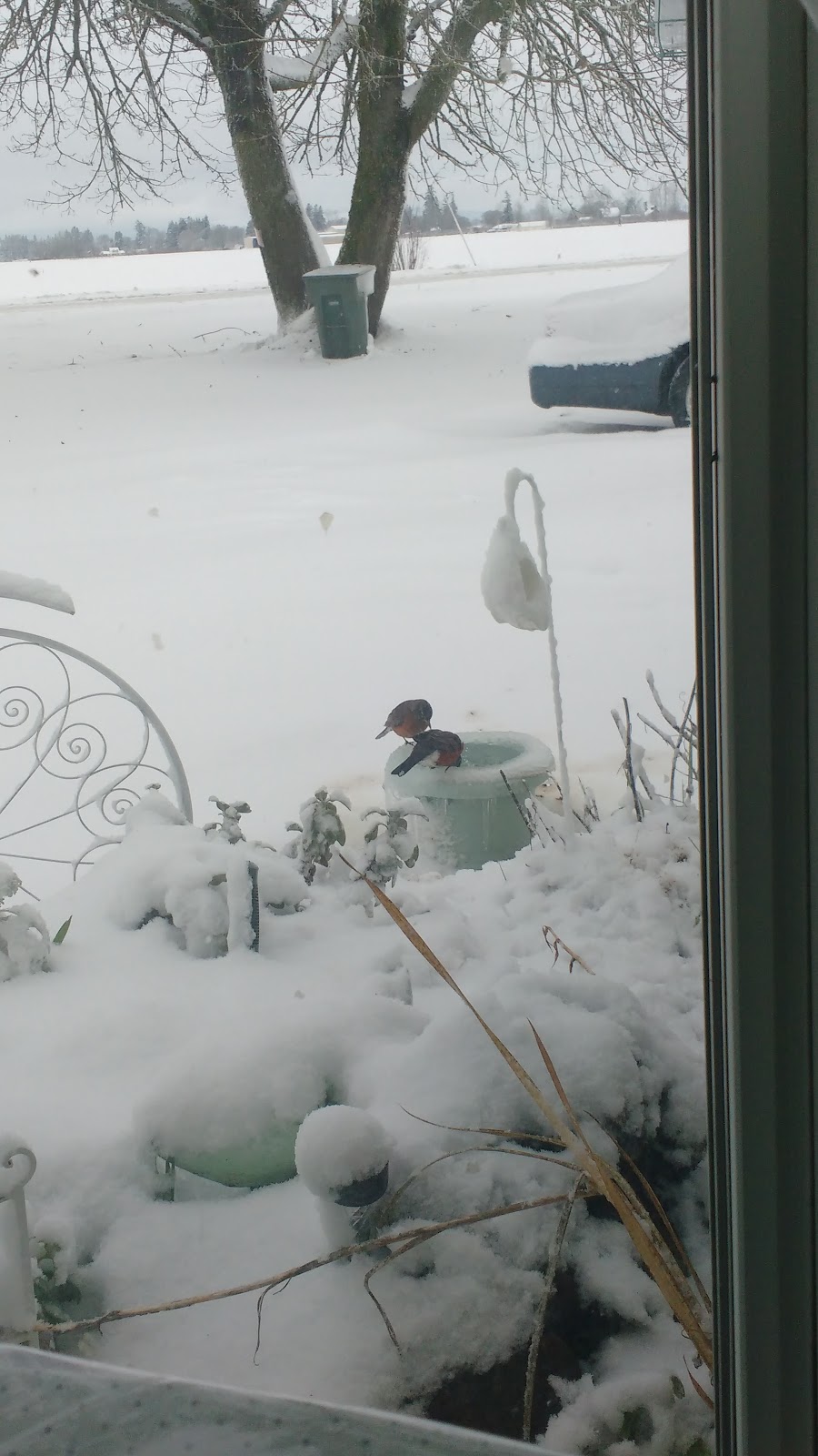 Home Living: So Much For My Snow Bath