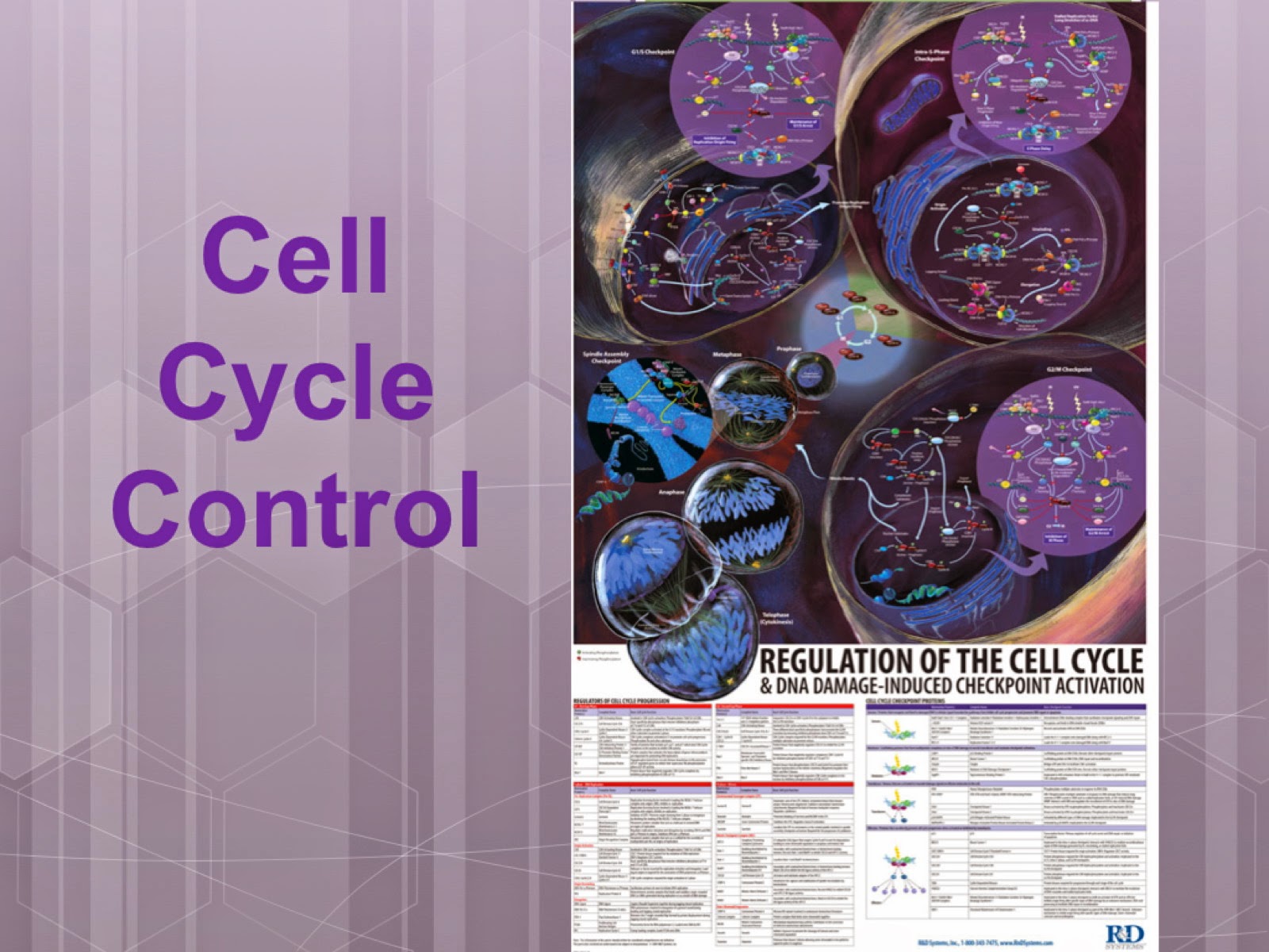 EC Honors Biology: Cell Cycle Control and Cancer Day 1