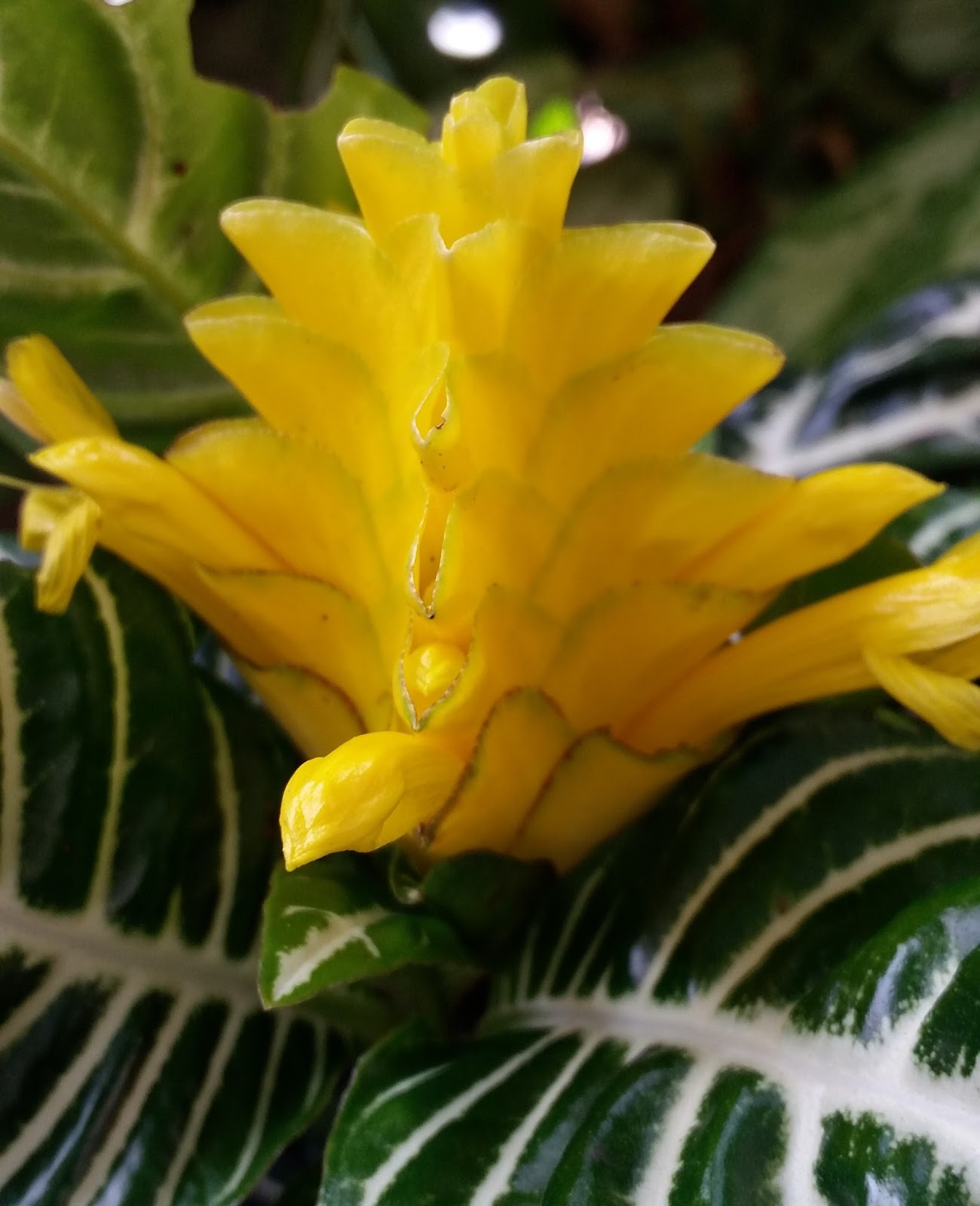 Diário de uma Sementeira: Afelandra (Aphelandra squarrosa)