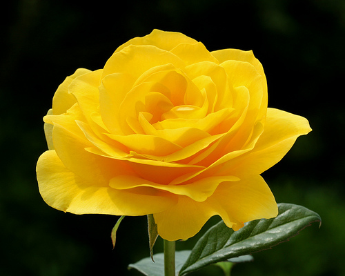 Yellow Rose flowers flowers