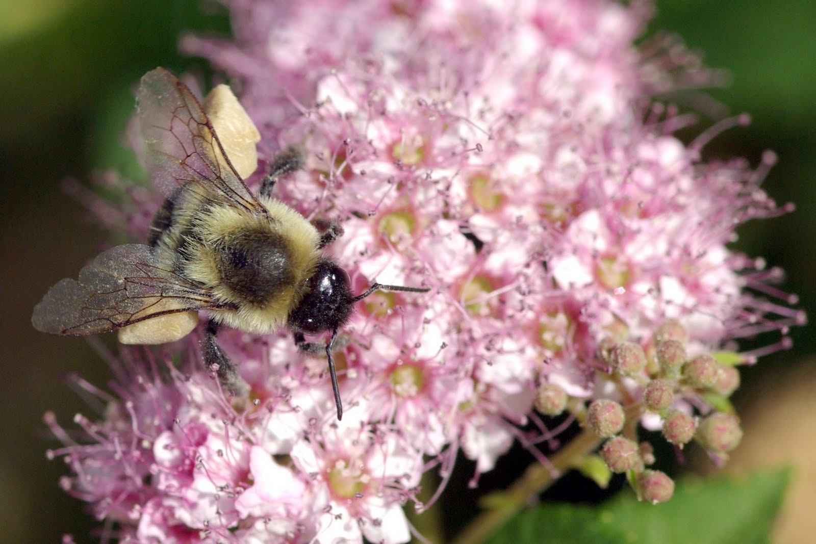 be yourself...everyone else is taken: bee yourself.....