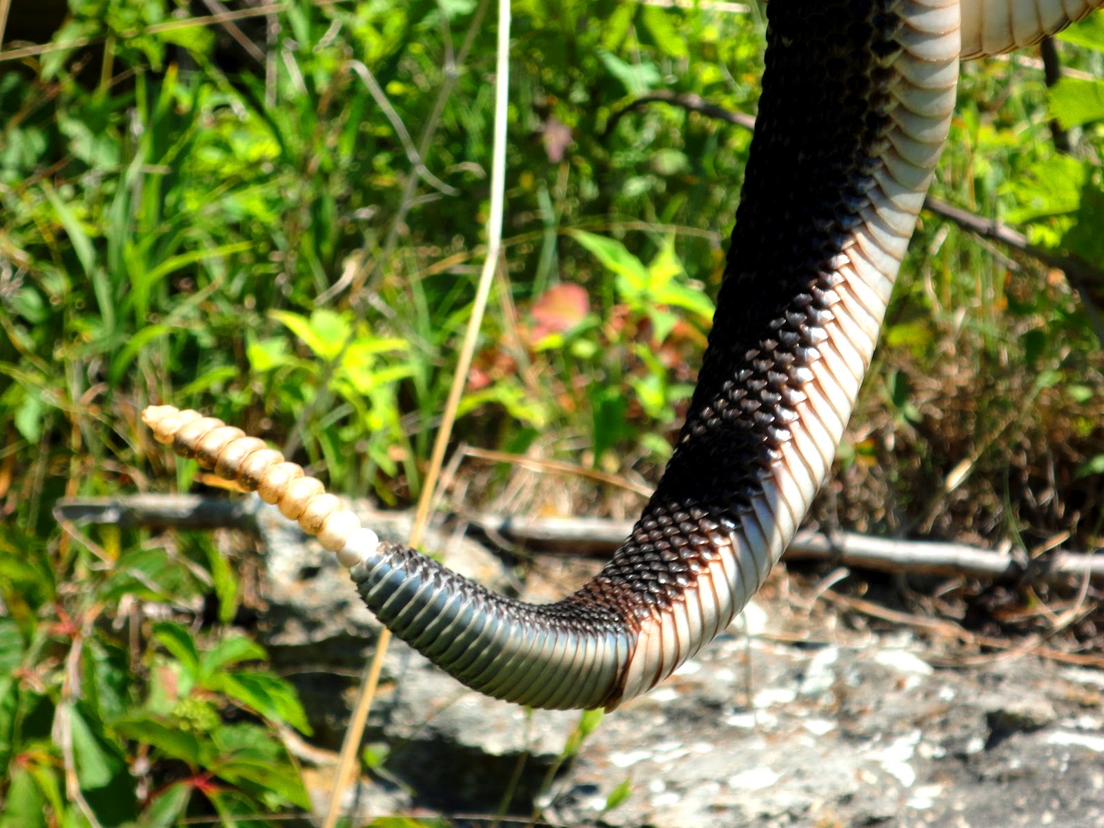 Salameandering: Snake, Rattle, and Roll