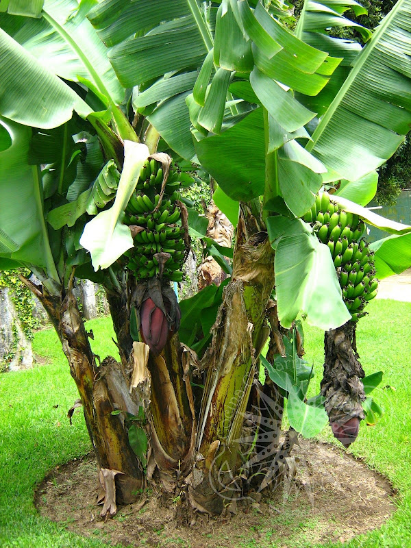 Cocina Costarricense: guineos ensalada