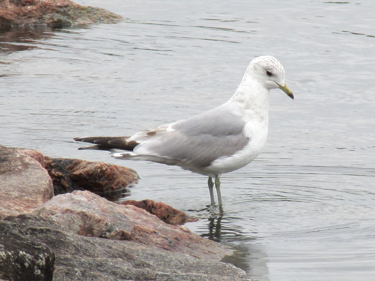 Maanantain lintukuvat