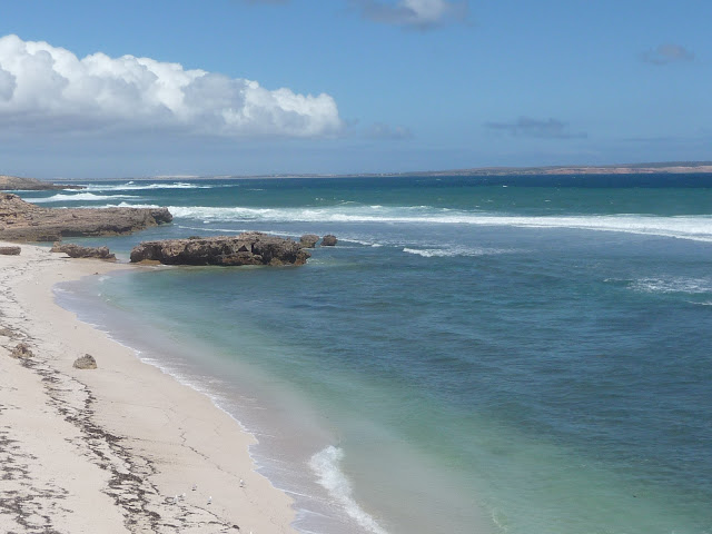 Australian Adventures: Swim with Sea Lions and Dolphins at Baird Bay, SA