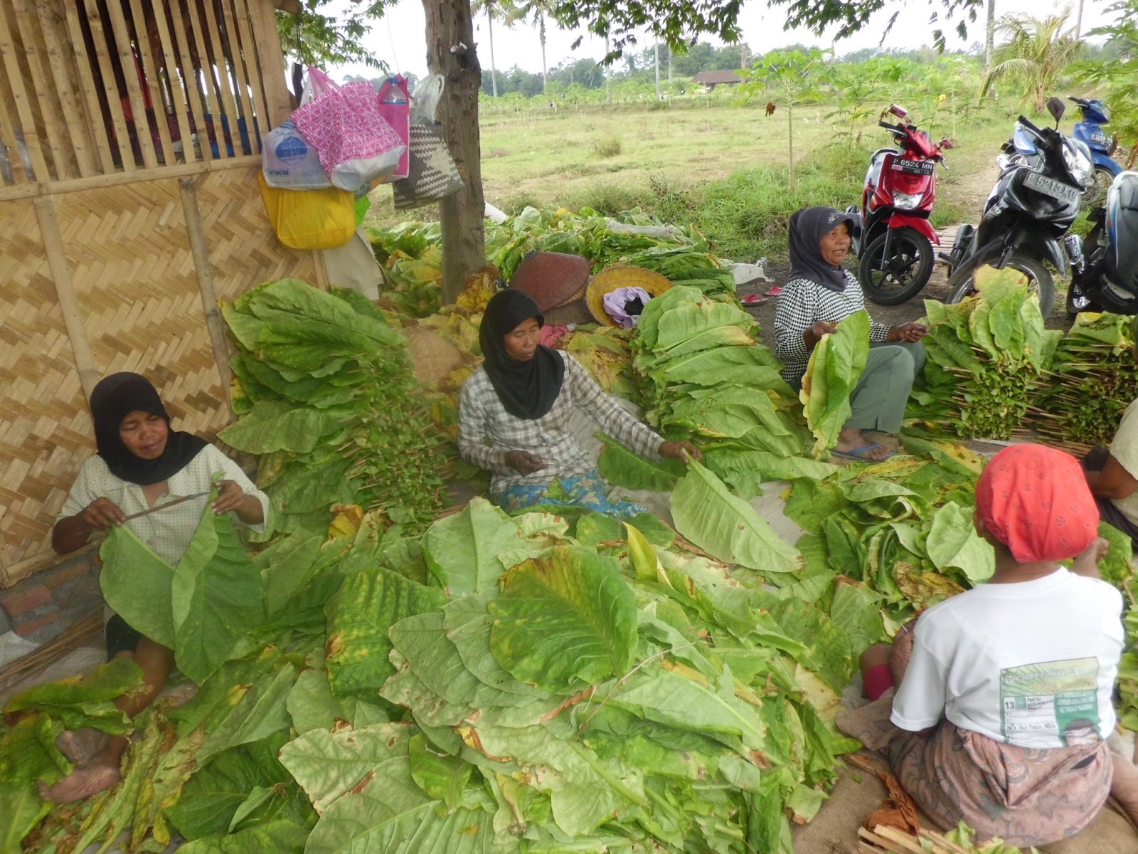 Budidaya Tembakau Kasturi: Teknik Budidaya Tembakau Kasturi