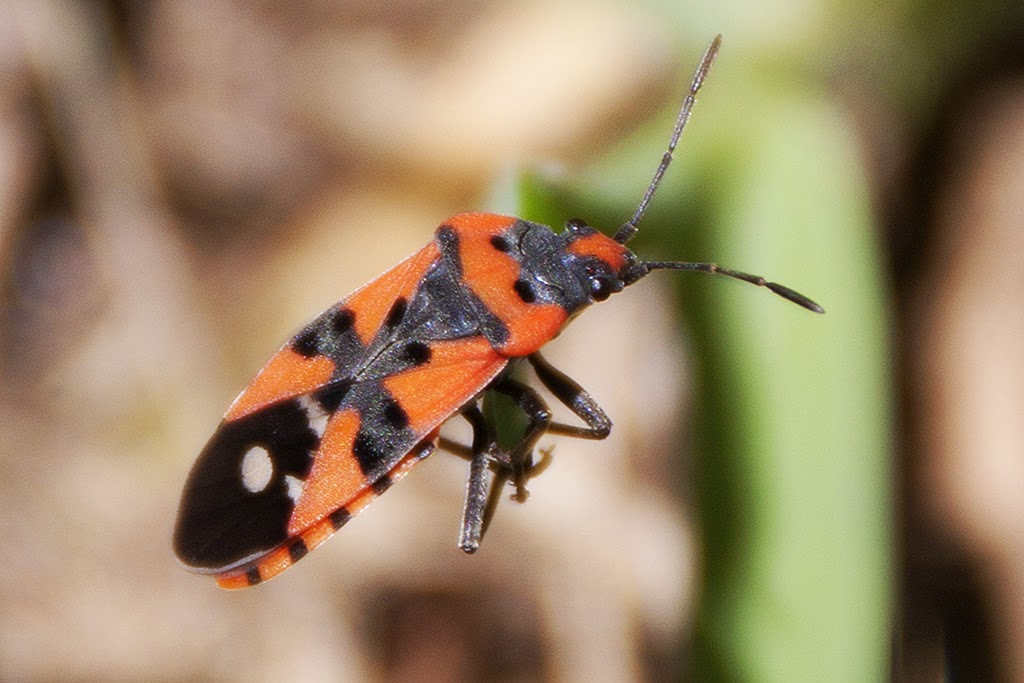 Compis: Lygaeus equestris