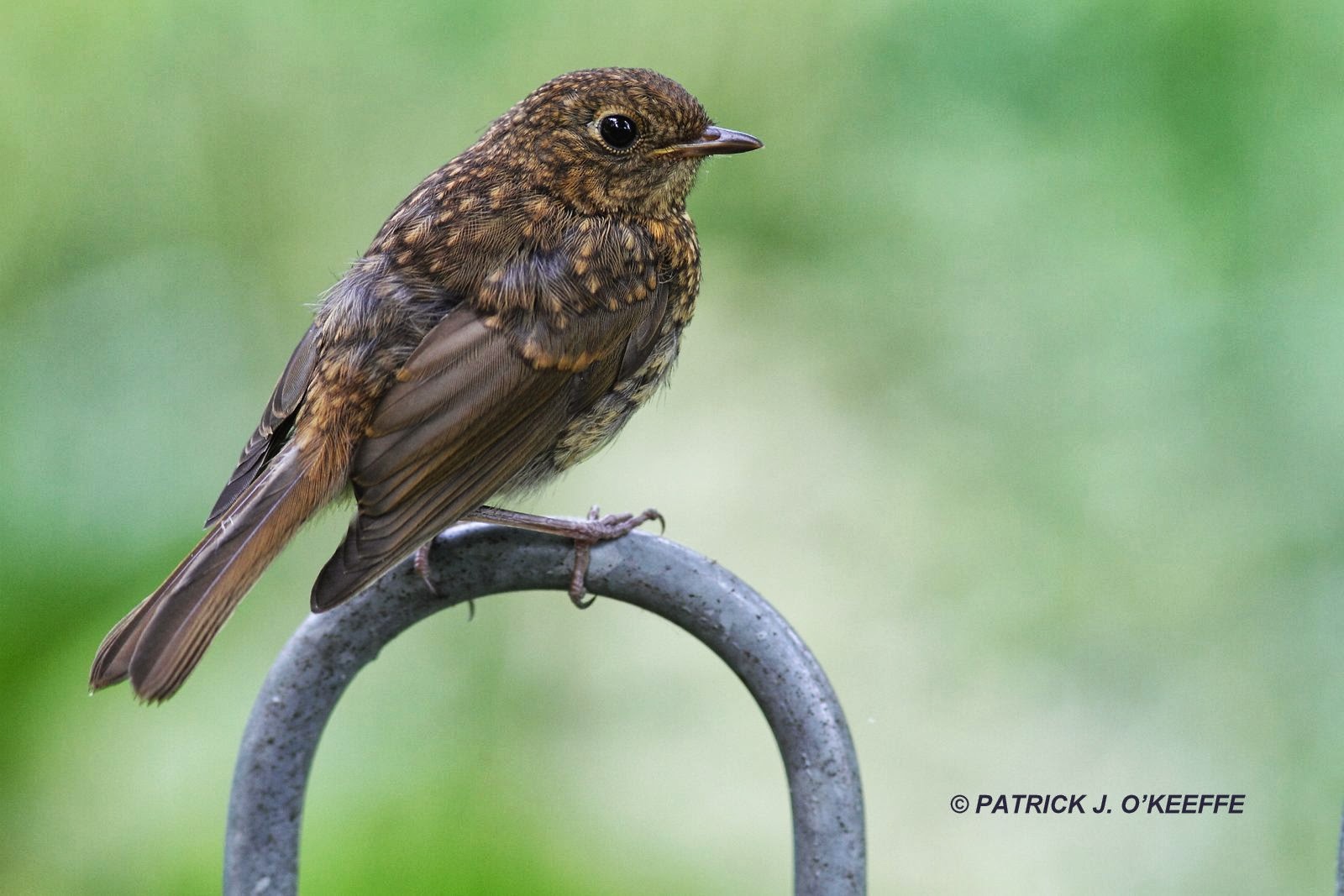 Raw Birds: EUROPEAN ROBIN (Erithacus rubecula) juvenile, National ...