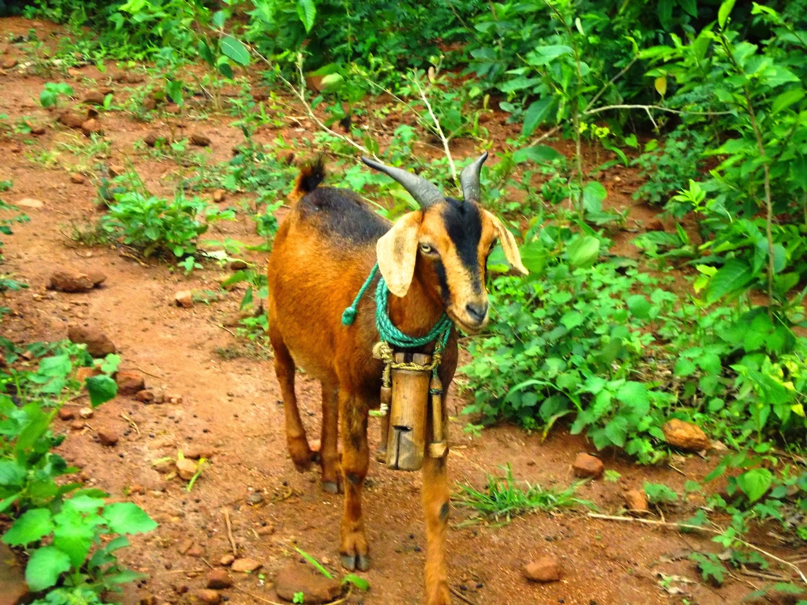 My Travel Ore: Our Trek to Mahendragiri Peak, Odisha.