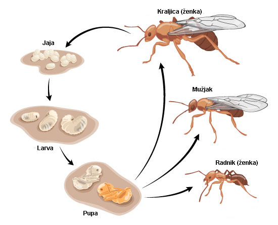 Biološka filozofija: Socijalni parazitizam i robovlasništvo kod mrava