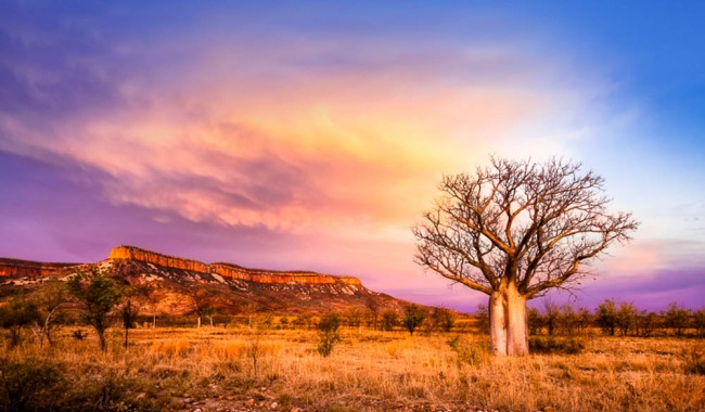 Boab Trees, Kimberley - Happy View
