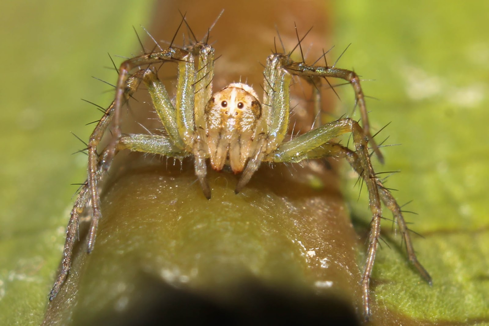 Biodiversity of Cyprus by NGO Protection of the Natural Heritage and ...