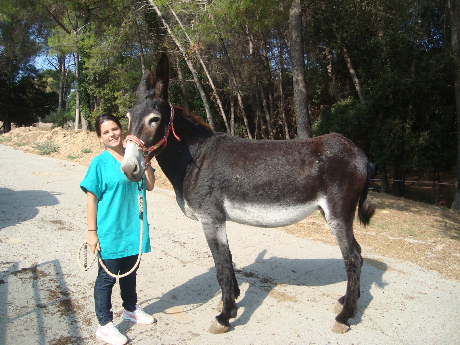 CATALONIAN DONKEYS' REPRODUCTION AT AUTONOMOUS UNIVERSITY OF BARCELONA ...