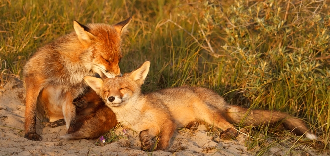 White Wolf : Talented Wildlife Photographer Takes Stunning Pictures Of ...
