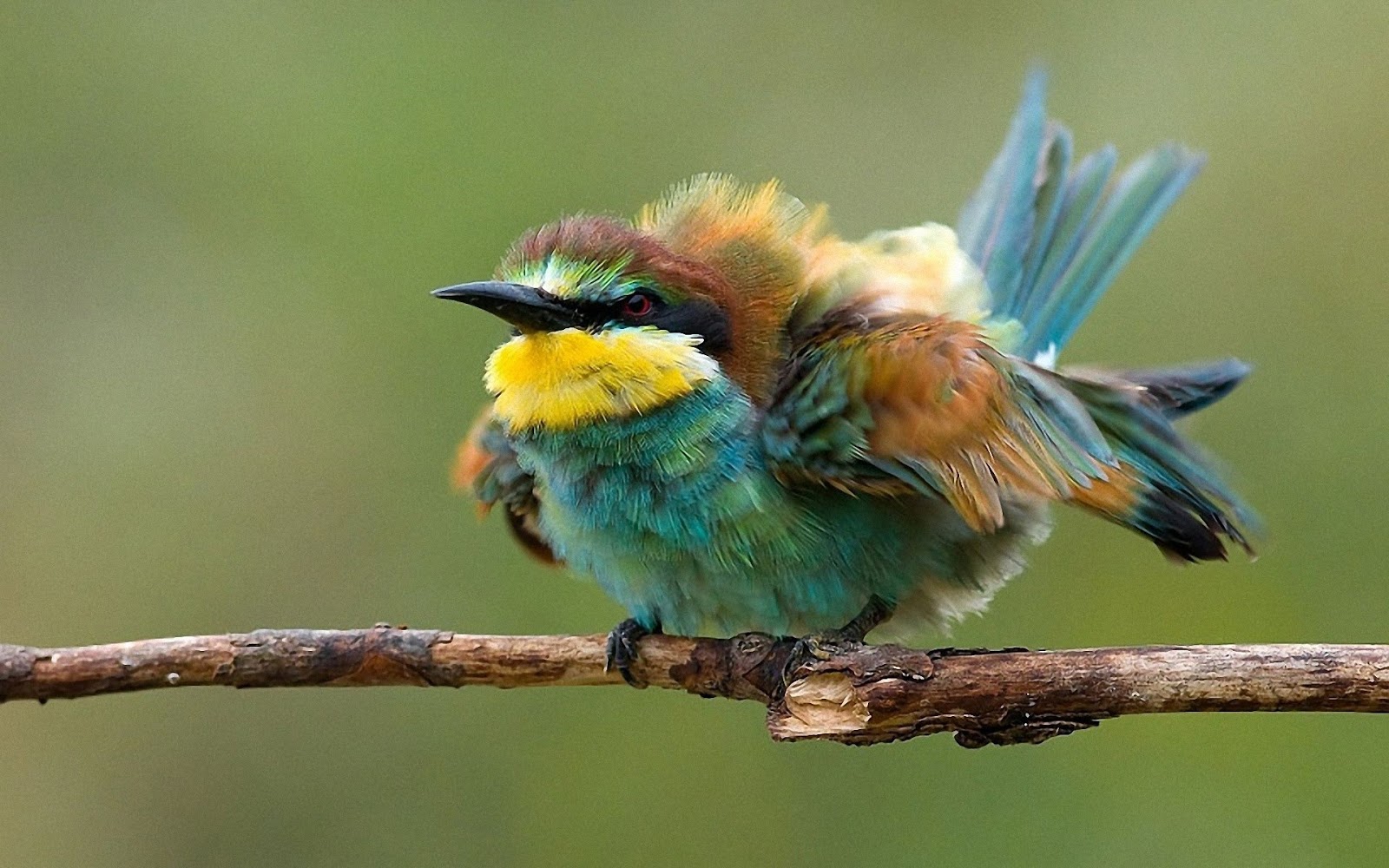 Bird - HD Wallpapers | Earth Blog