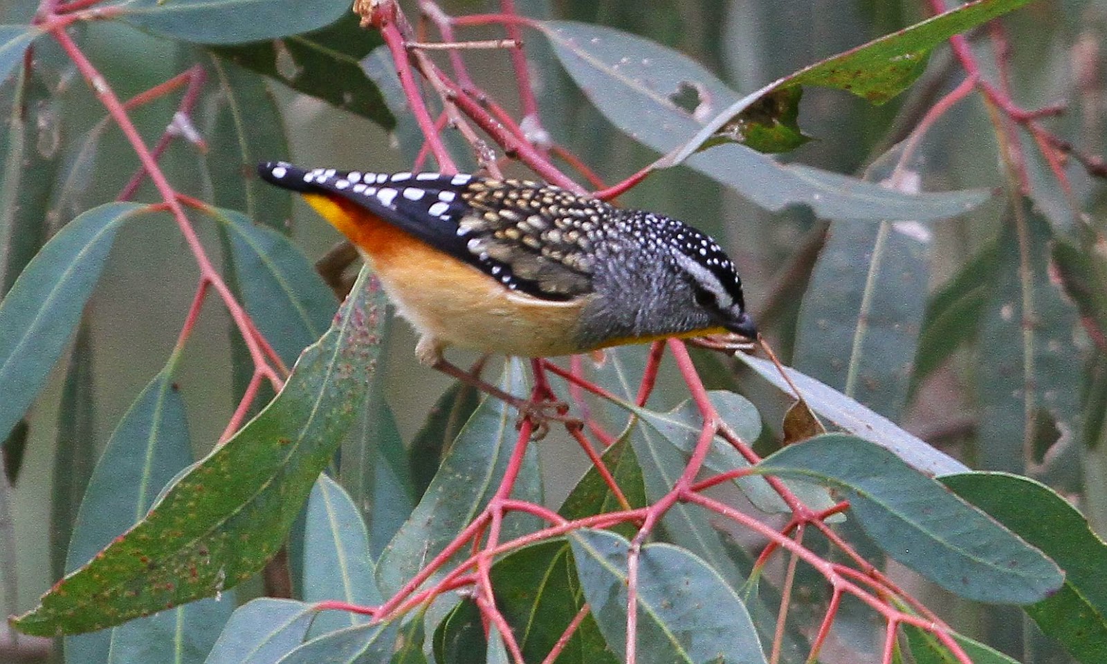 Richard Waring's Birds of Australia: Variety of Victorian bird photos