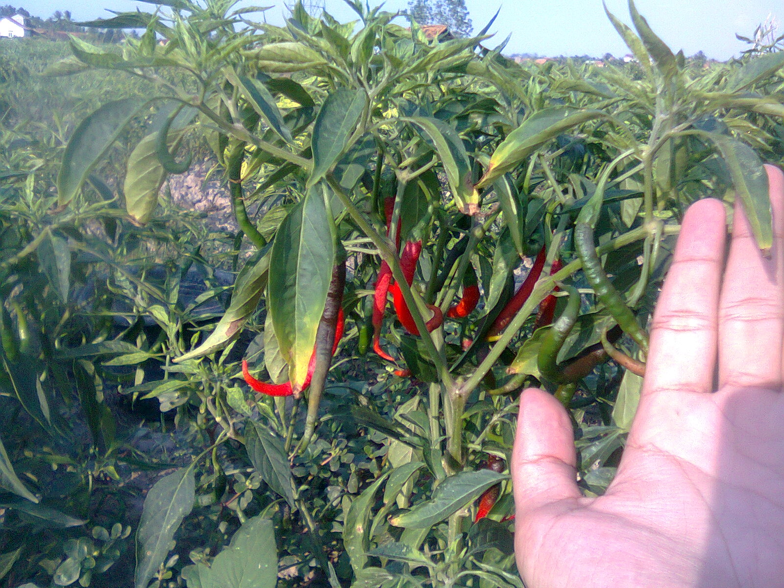 3 Cara Biar Tanaman CABE RAWIT - MERAH Cepat Tinggi - Guru Ilmuan