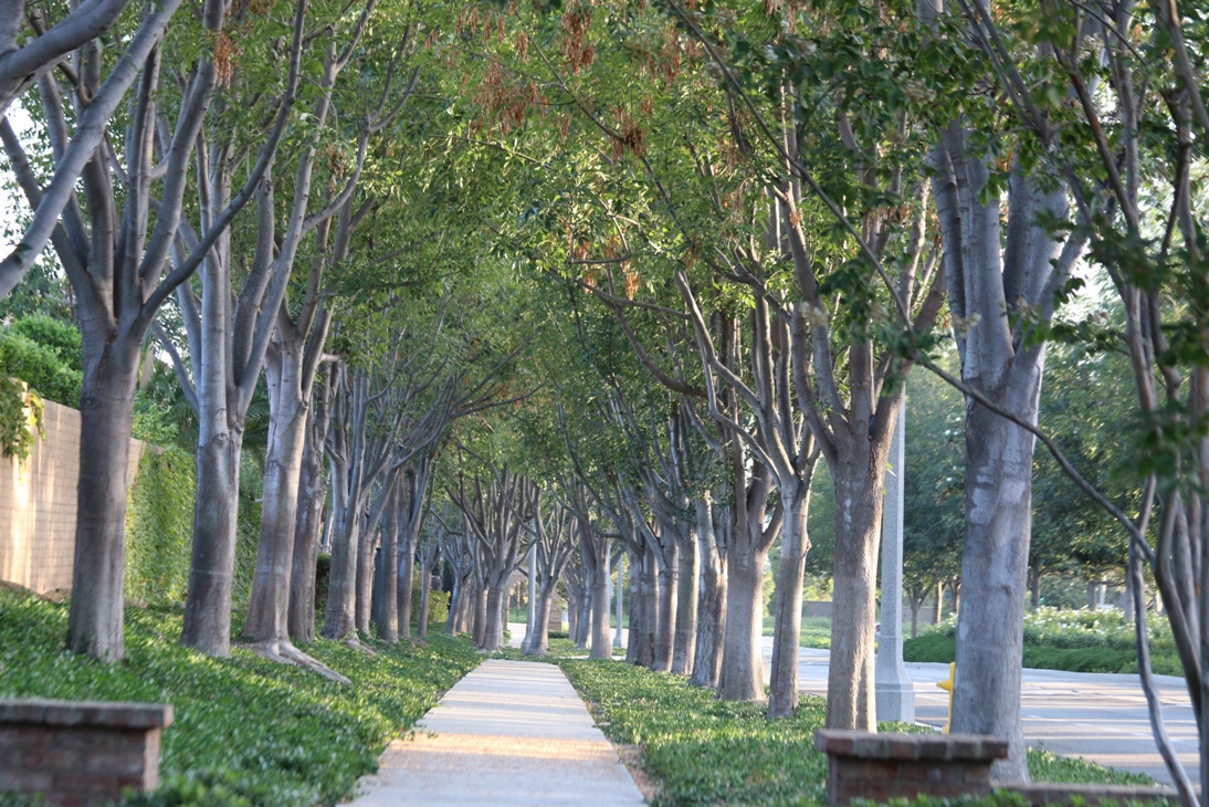 A photo, A thought............: Observation: Tree-lined streets of ...