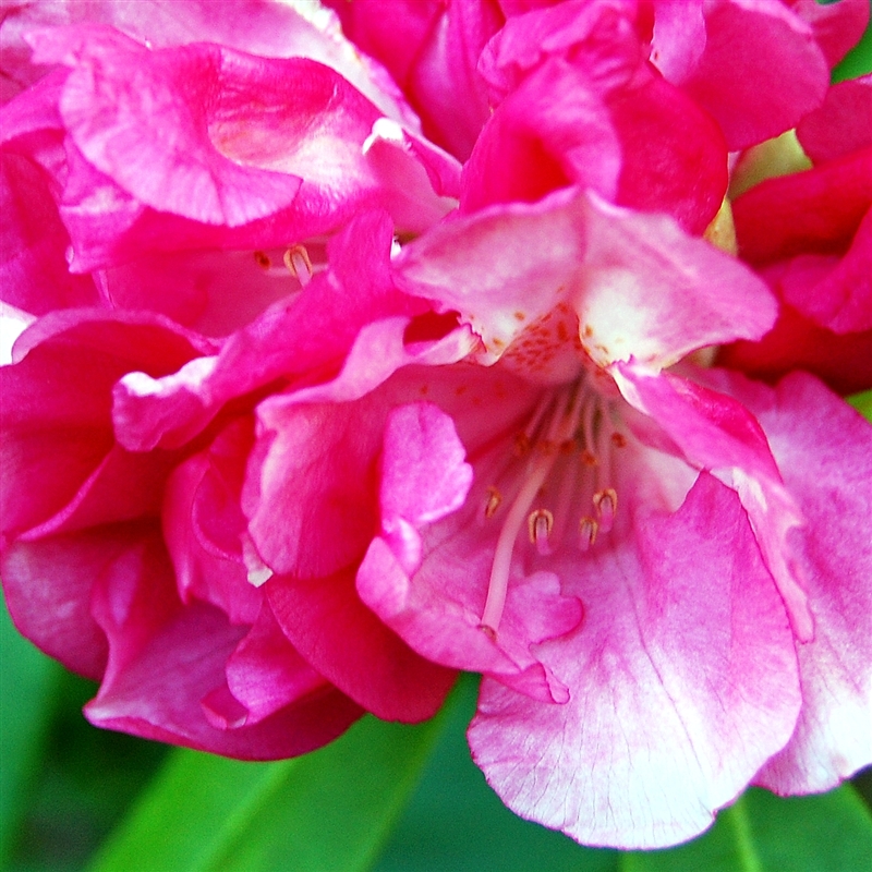 Capadia Designs: Flower and Photo Questions Answered