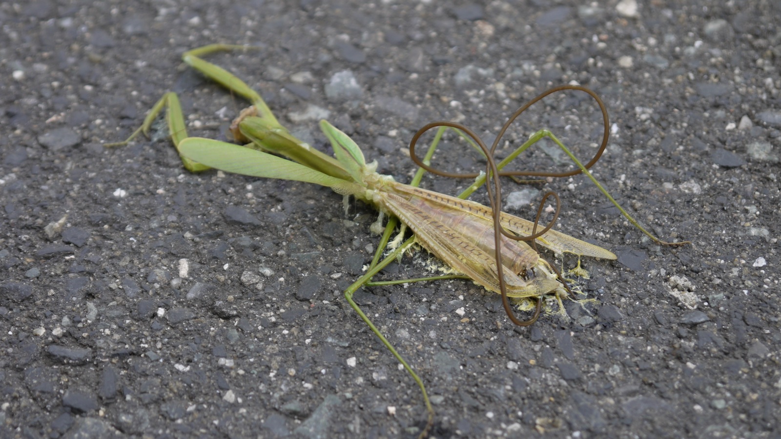 Life in the Land of Wa: What's Preying on the Mantis