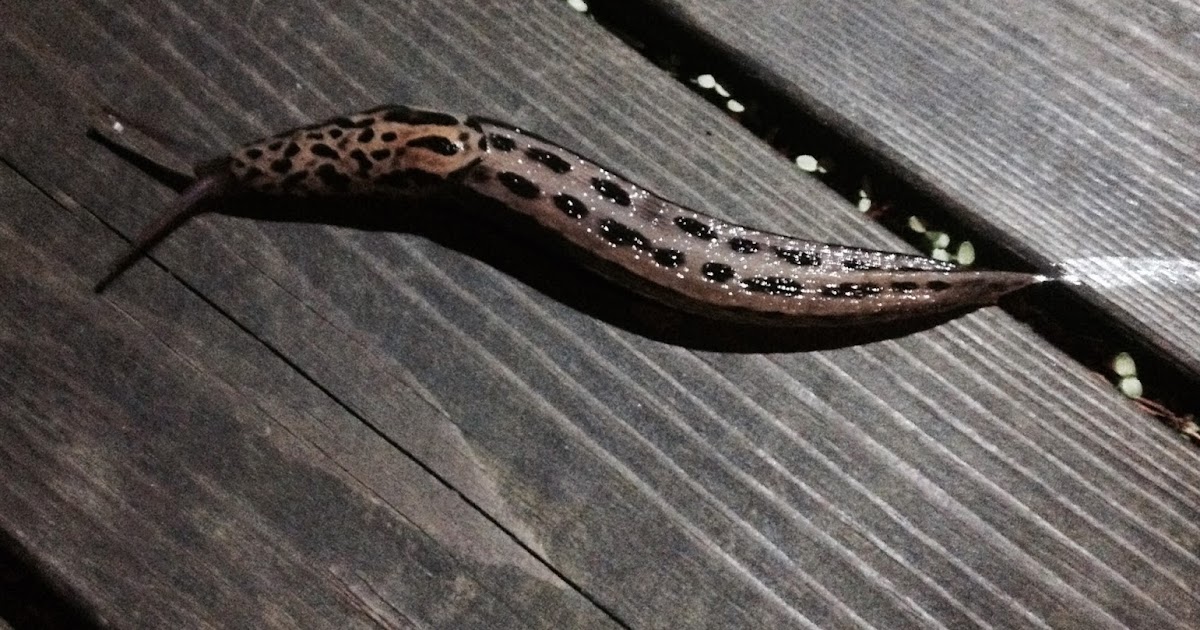 Kokonainen Elämä Edessä: Limalötkö kuin suoraan Asterixista.