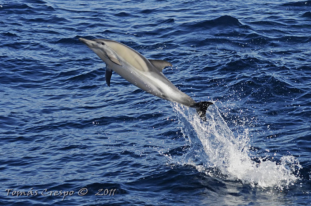 ! Andando por las ramas !: Dientes de zifio.