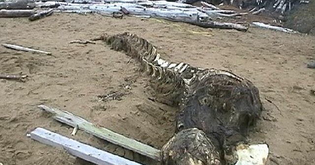 Abe's Animals: Sakhalin Island Sea wolf