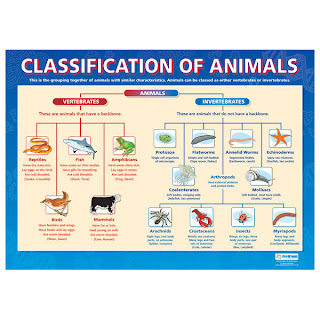 ANIMALS: CLASSIFICATION OF ANIMALS