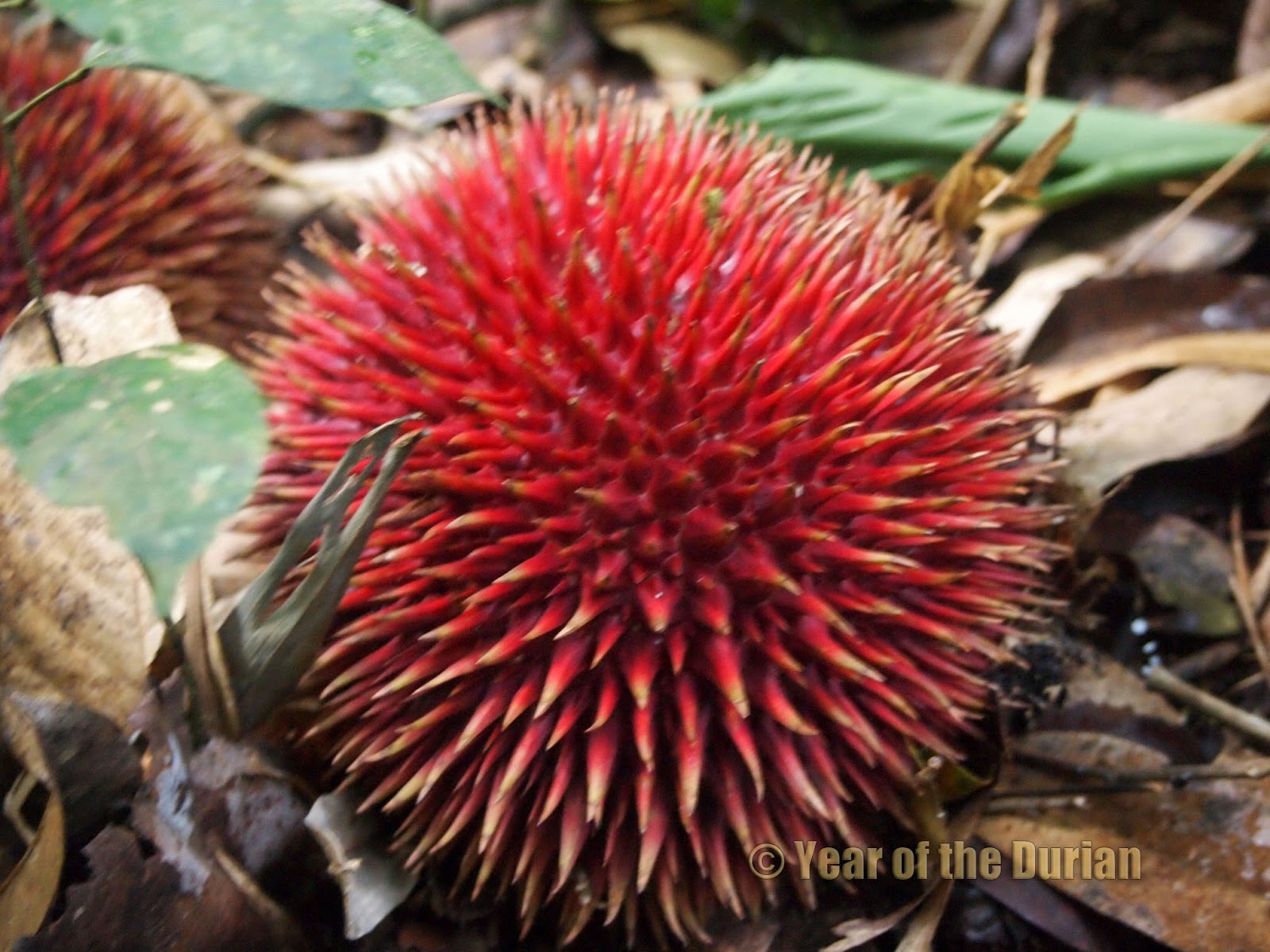 Durio Dulcis Beccari