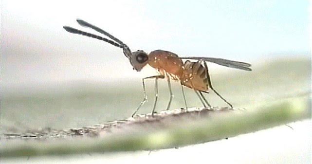 Variety of Life: Ooctonini