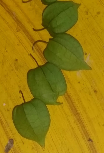 Warisan Petani: Pokok Letup-letup.