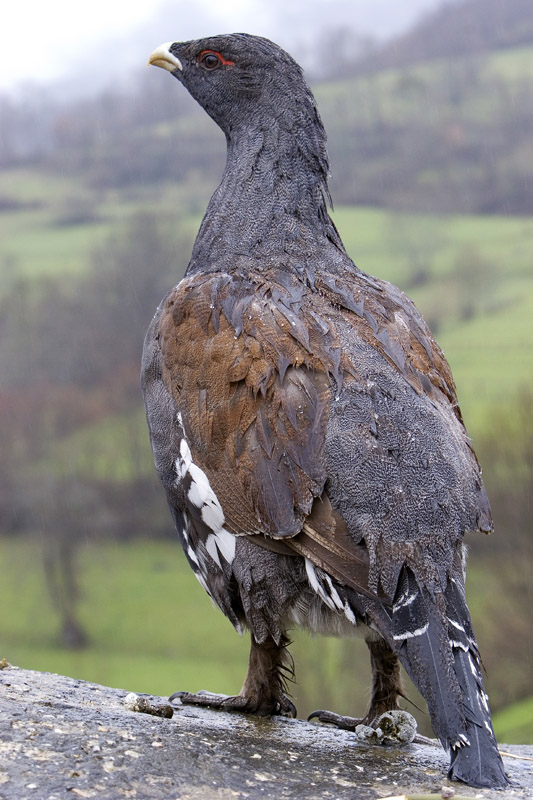 aves: urogallo comun
